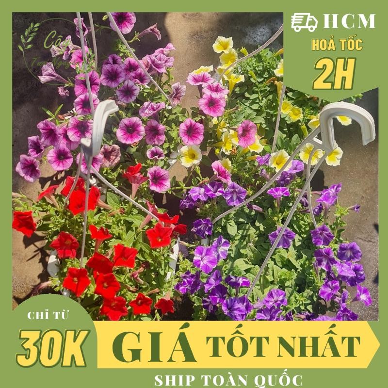 [GIAO MIỀN NAM] CÂY HOA DẠ YẾN THẢO + CHẬU TREO SẴN, hoa TẾT, sẵn chậu ...