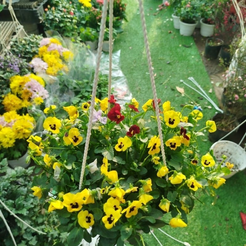 Hoa Violet ( hàng đẹp) | Shopee Việt Nam