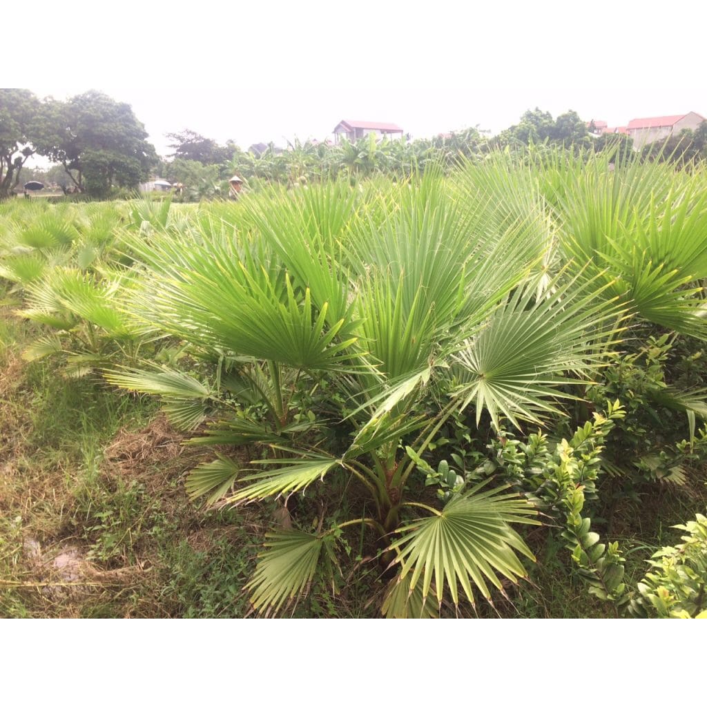 cây giống Cọ Chỉ (còn gọi là coj mỹ) ( vườn ươm eakamart) (siêu sơm ...