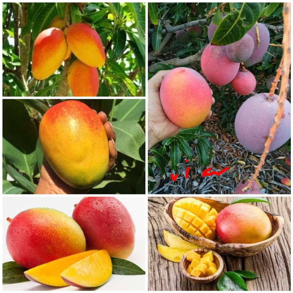 GIỐNG CÂY XOÀI F1 HGJHGJ | Shopee Việt Nam