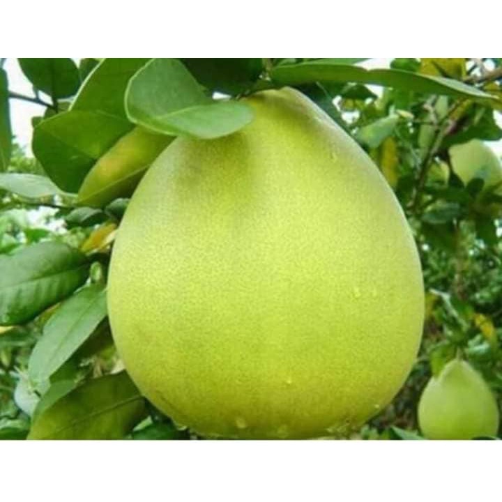 CÂY GIỐNG BƯỞI NĂM ROI | Shopee Việt Nam