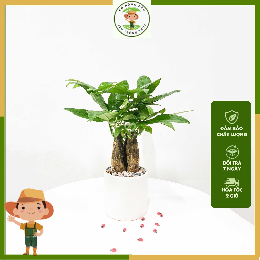 Cây Kim Ngân 3 thân Cây Kim Ngân tam lộc để bàn kèm chậu gốm sứ Cô Nông ...