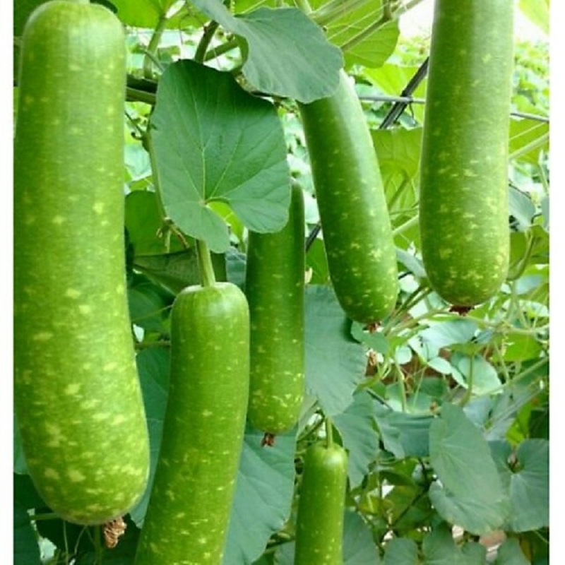 Gourd seeds long gourd star hybrid F1 elongated (pack 10 seeds)-shallow ...