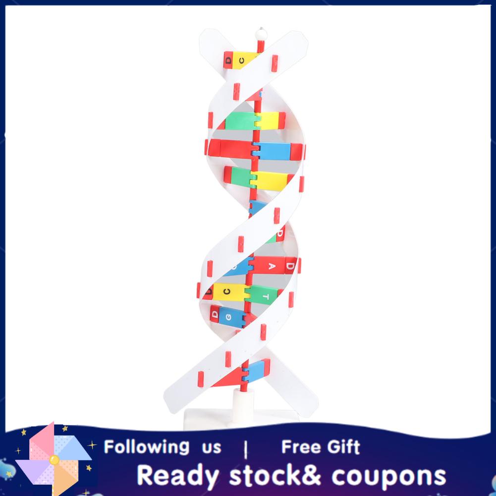 Xiyijia Human DNA Model Toy Kit Easy Assemble for Biology Classroom ...