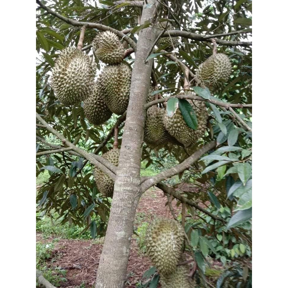 Cây Giống Sầu Riêng Thái Monthong ghép choai siêu sớm (tân thuân shop 47) | Shopee Việt Nam