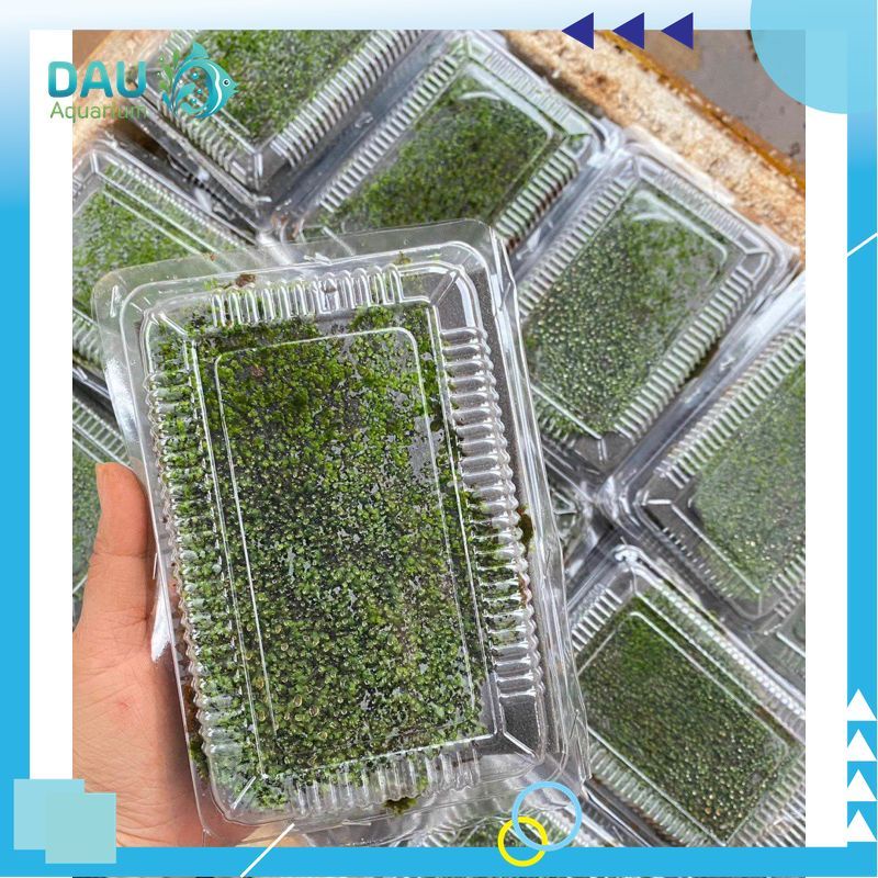 Rêu Minifis lá nước (hộp 5 tấc) | Shopee Việt Nam