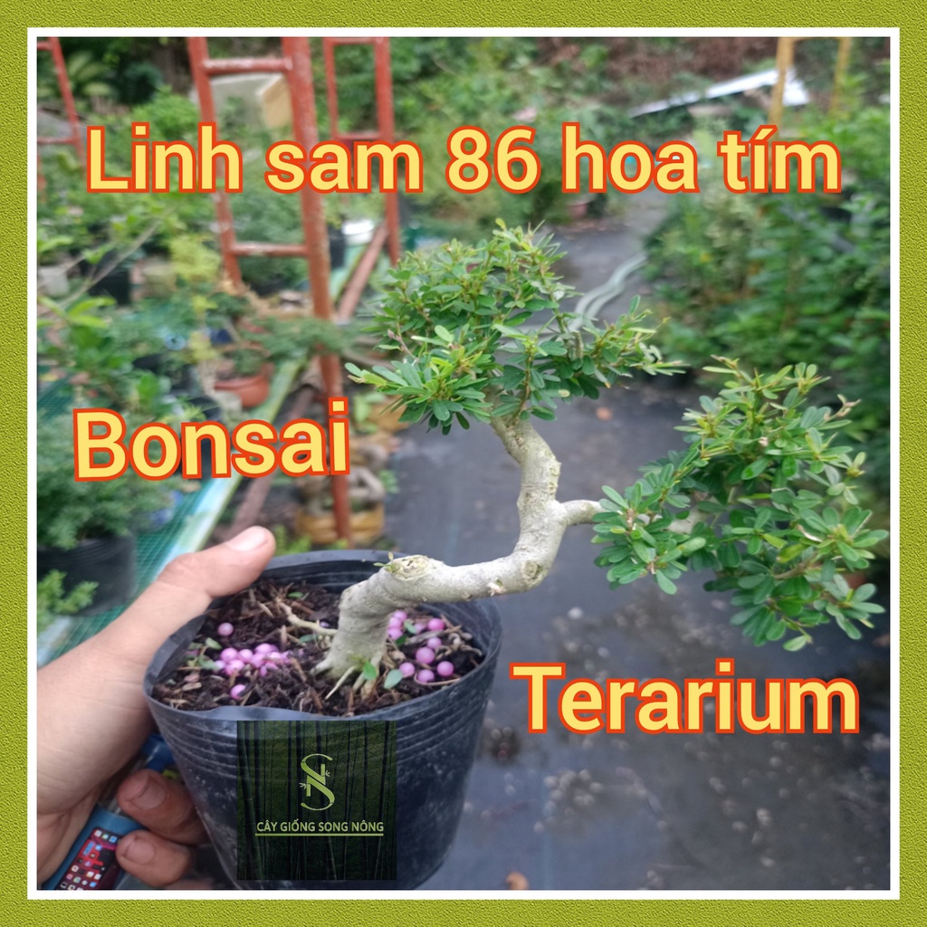 linh sam 86 bonsai - cây trồng tiểu cảnh bonsai mini - cây giống song ...