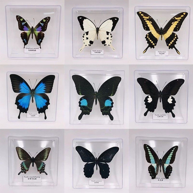 Butterfly Specimen Real Insect Shooting Props Student Teaching Box 9KH2 ...