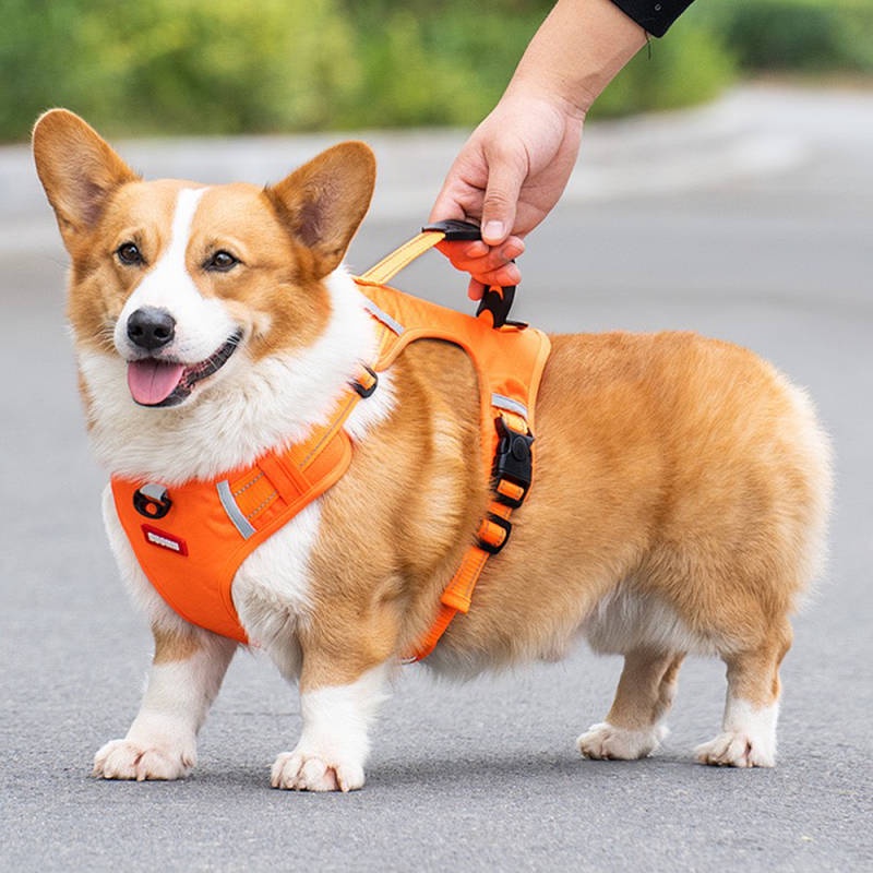 Corgi Dog Hand Holding Rope Chest Strap Collar Shiba Inu Golden ...