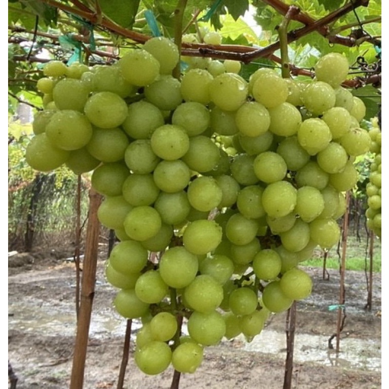 CÂY NHO GIỐNG MẪU ĐƠN Shine Muscat.( ẢNH THẬT) | Shopee Việt Nam