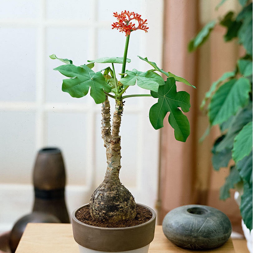 Cây sen tàu, cây ngô đồng - lời chúc mang ý nghĩa sung túc, đủ đầy và ...