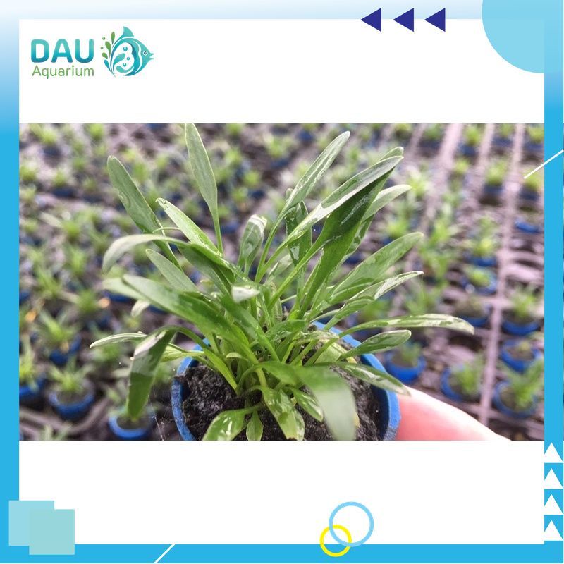 Tiêu thảo Lucen mini ( tương đối giống tiêu thảo Parva) | Shopee Việt Nam