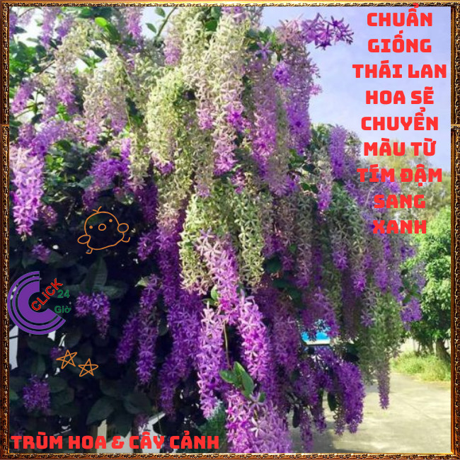 Chậu MAI XANH THÁI LAN cao 1 mét dây leo giống chuẩn hoa tuyệt đẹp💍KiMi ...