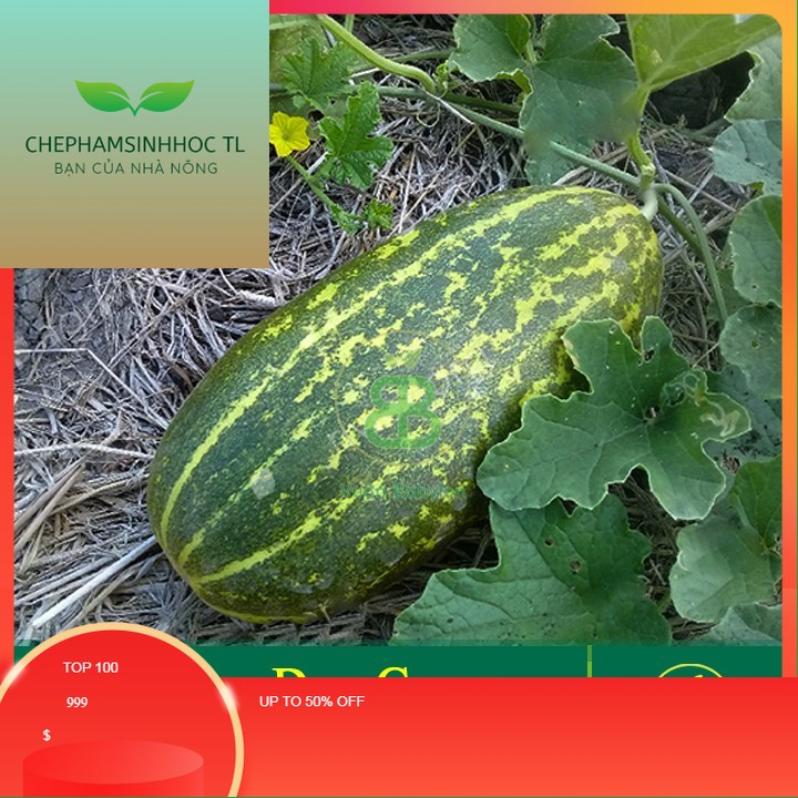 Hạt giống Dưa Gang Cao Sản, Dễ Trồng (free ship extra) | Shopee Việt Nam