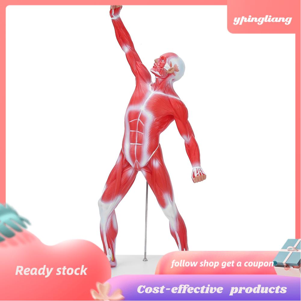 Ypingliang 1/4 Life Size - Human Muscle Model – 20 Mini Figure Muscular ...