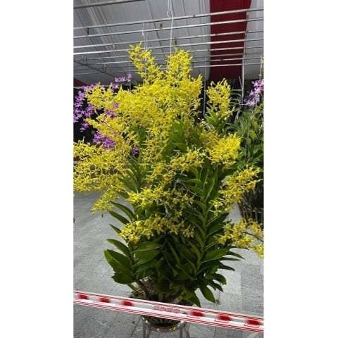 denro móng rồng xanh cây f12 đướng ngọn sắp hoa khỏe mạnh | Shopee Việt Nam