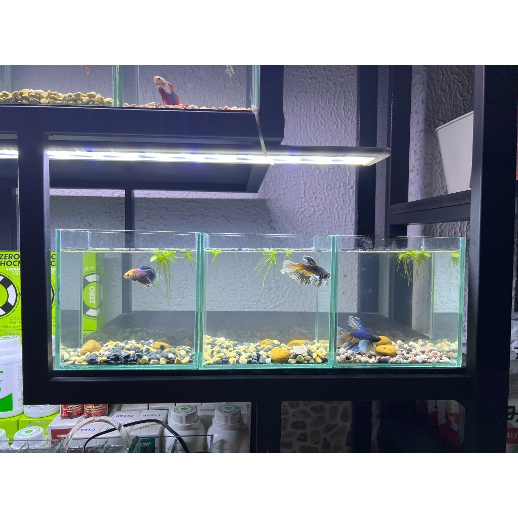 ( GIAO HÀNG TOÀN QUỐC) BÀO HÀNH VỠ- Bể cá mini Hồ cá Betta Hồ Cá Vuông ...