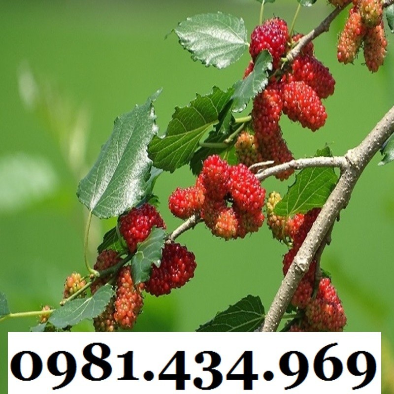 Vỏ Rễ Cây Dâu Tằm Khô 500G (Tang Bạch Bì, Re Dau Tam) Sạch | Shopee ...