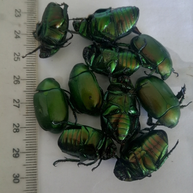 Real Beetle Insect Specimens Biological Teaching Aids Handmade Specimen ...
