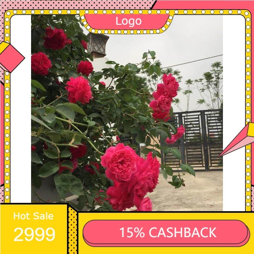 Cây hoa hồng leo tường vi (free ship extra) | Shopee Việt Nam