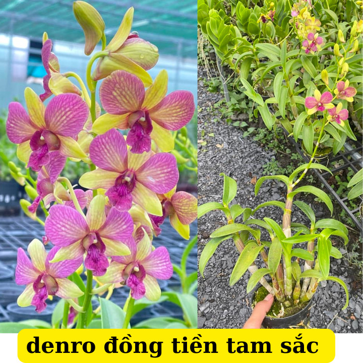 denro tam sắc chậu f12 dể trồng dể hoa nhú vòi hoặc sắp tùy thời điểm ...