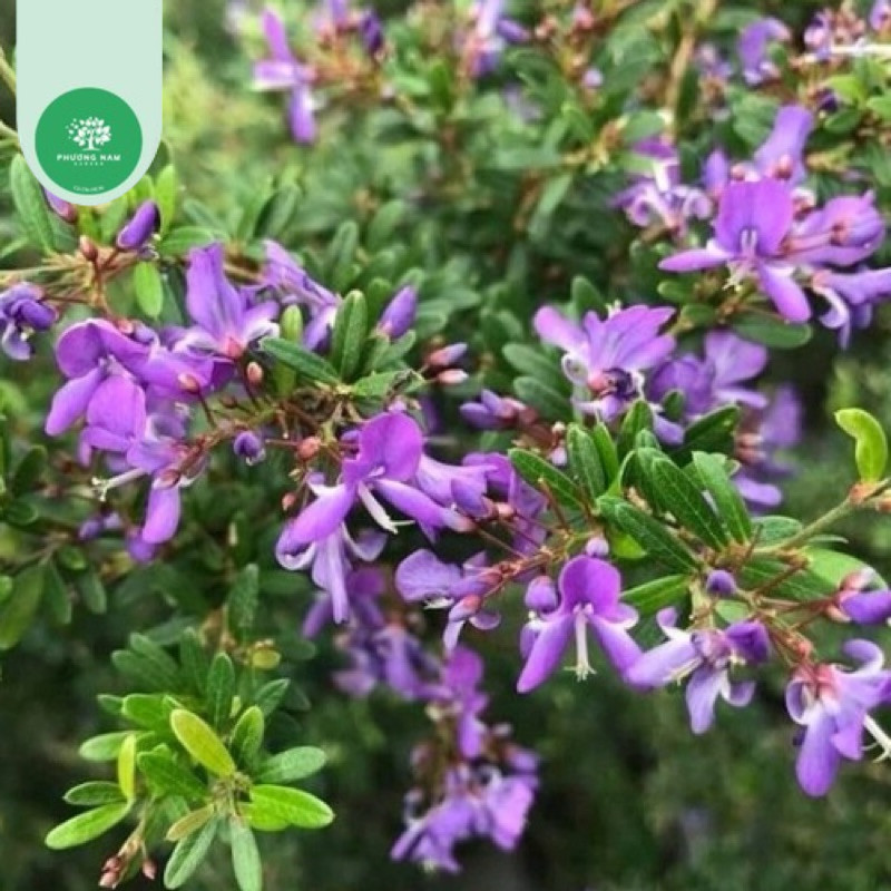 Cây linh sam 86 siêu bông, dáng đẹp, giá tốt mang tài lộc, may mắn đến ...