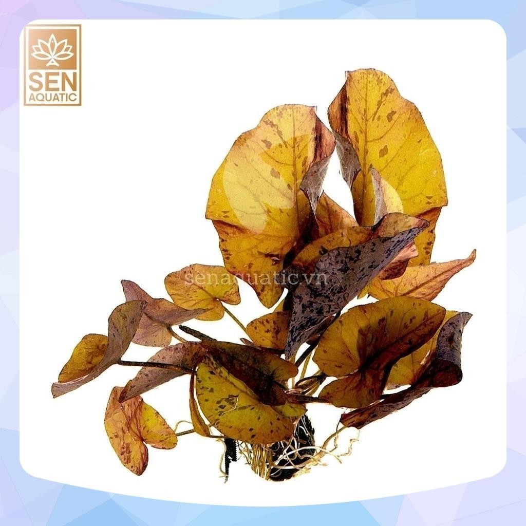 Cây Sen Tiger (Nymphaea Zenkeri) | Shopee Việt Nam