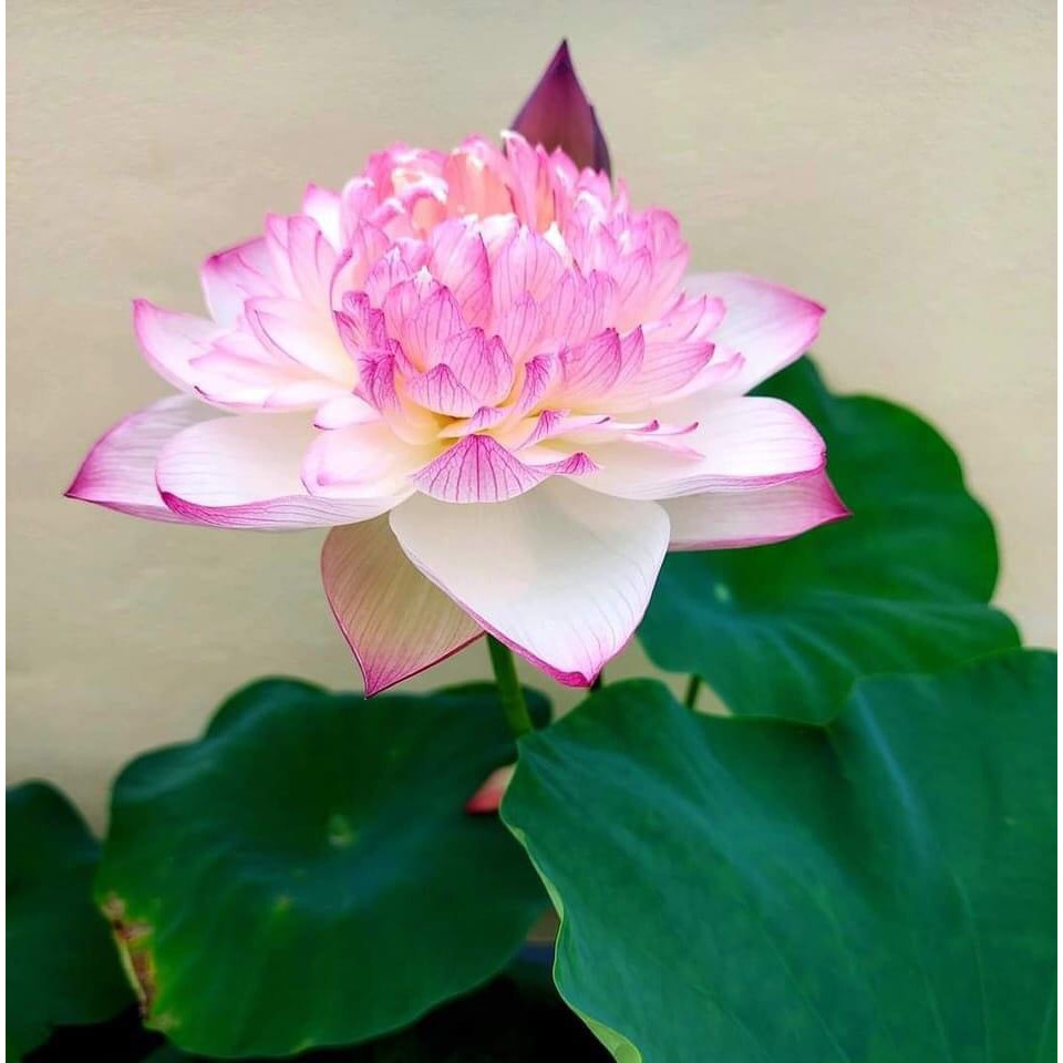 Sen Super Lotus_ngó Củ giống _Shop Vũ Hường | Shopee Việt Nam