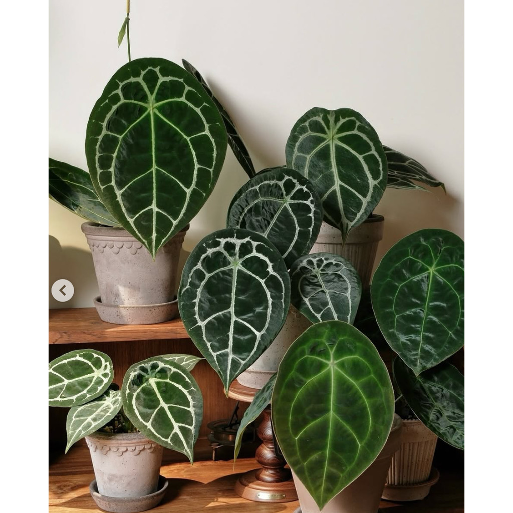 Kiểng Lá Anthurium Forgetii Silver mini size( Forgetii silver ) Cây ...