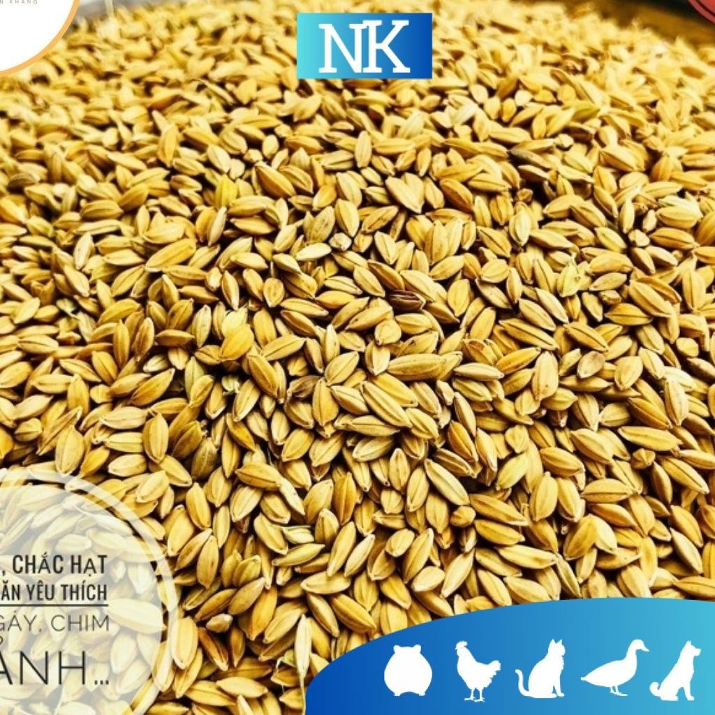 Lúa tiêu ruột đỏ,lúa chim cu gáy, lúa cho chim sẽ cải thiện tiêu hóa ...