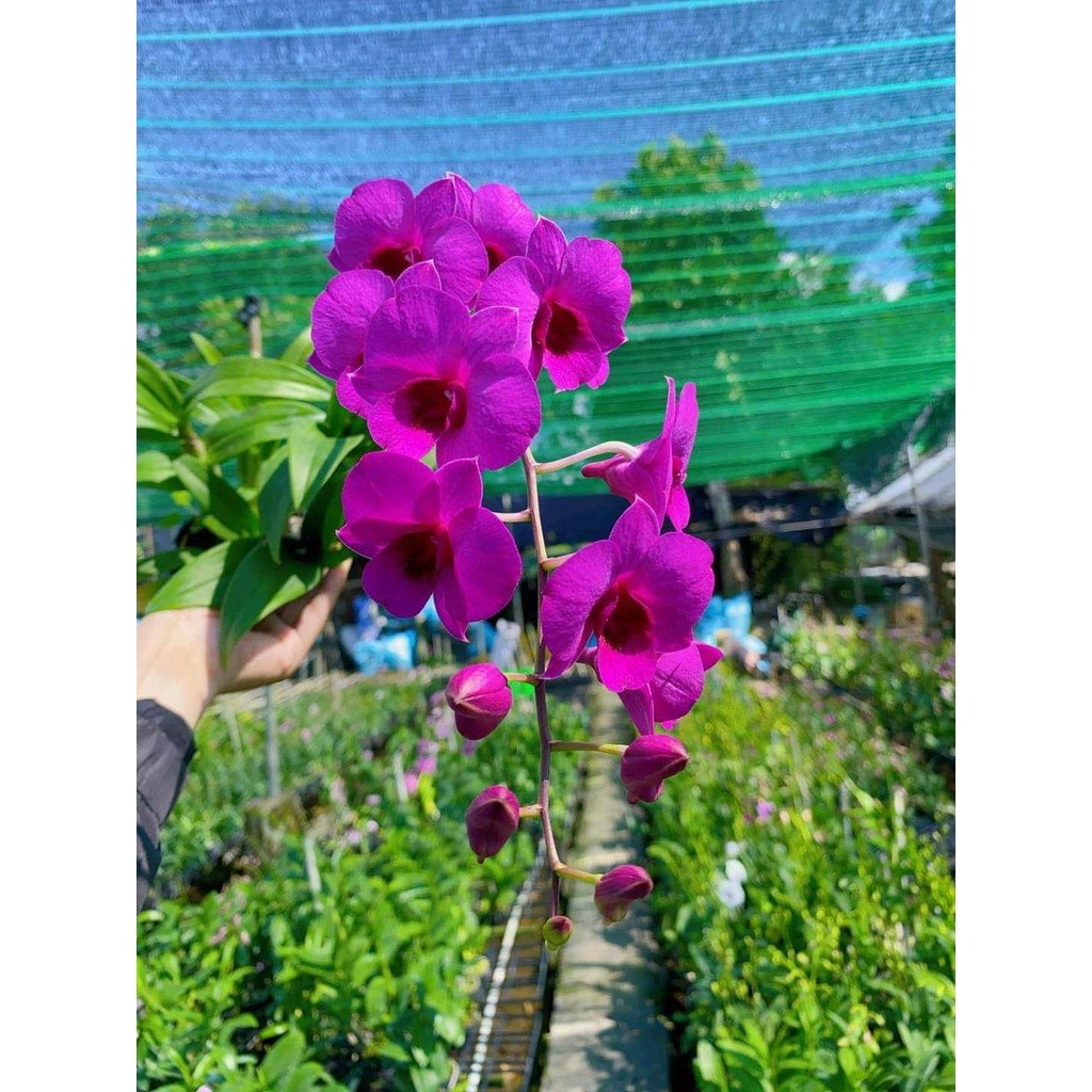 [Rẻ vô địch] denro mini hồng bông to nhập thái rất đẹp đang nụ hoa tết ...