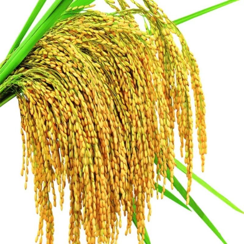 Hạt giống lúa nếp nhung năng suất cao túi 750g | Shopee Việt Nam