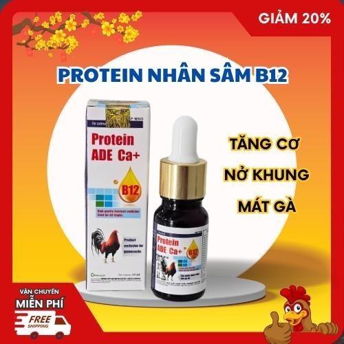 Protein B12 nhân sâm dung tích 10ml, hỗ trợ gà đá tăng cơ, nở khung ...