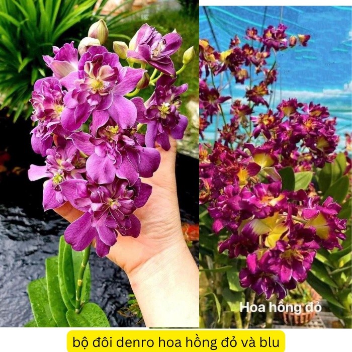 [Giá hủy diệt] denro hoa hồng đỏ và hoa hồng blu sắp nhú nụ hoa cây ...