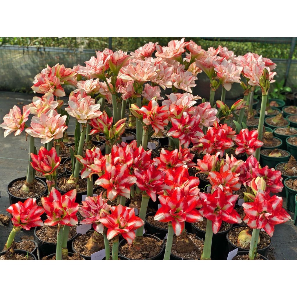 Hoa lan huệ cánh kép, hoa lan huệ tây Amaryllis Exotic Peaccok( Hoa loa ...
