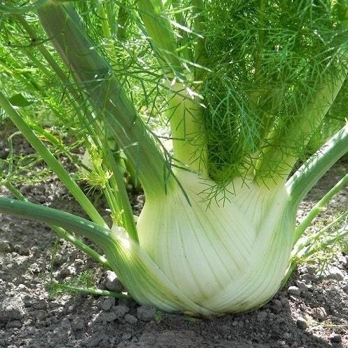 Hạt Giống Củ Hồi, Củ Thì Là Fennel - Finnocchio (Foeniculum vulgare ...