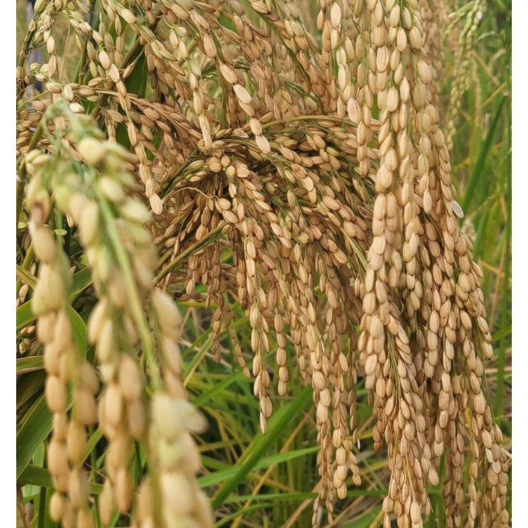 Giống lúa tẻ nương truyền thống của người Mông 1kg _Tập làm vườn cùng ...