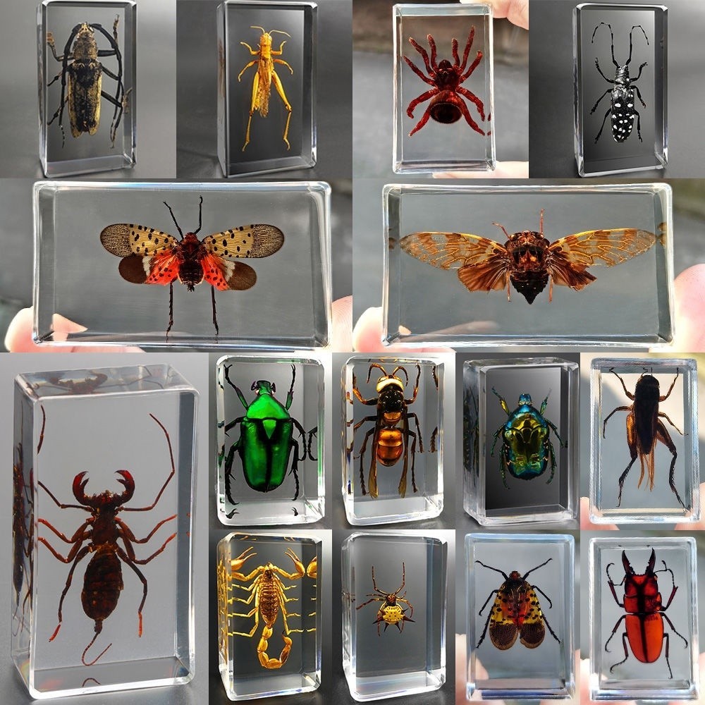 Real Insect Specimens Insects Transparent Resin Small Ornaments ...