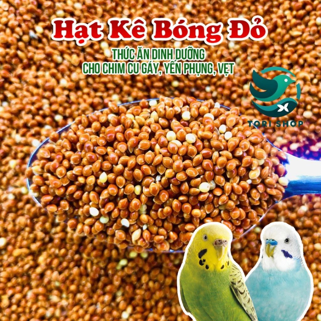 1KG Hạt kê, kê đỏ hạt bóng cho chim cảnh, Vẹt, chim Yến Phụng, chim cu ...