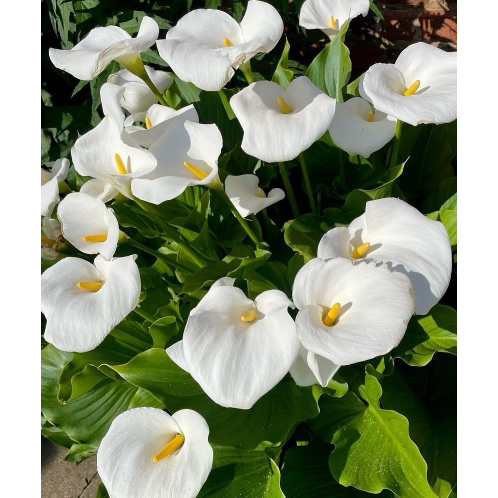 CHẬU HOA ĐẸP , HOA RUM (Calla Lily) | Shopee Việt Nam