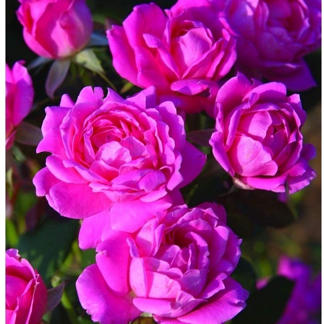 HẠT GIỐNG HOA HỒNG QUẾ Star Roses Knockout Series 18977 Double Pink ...