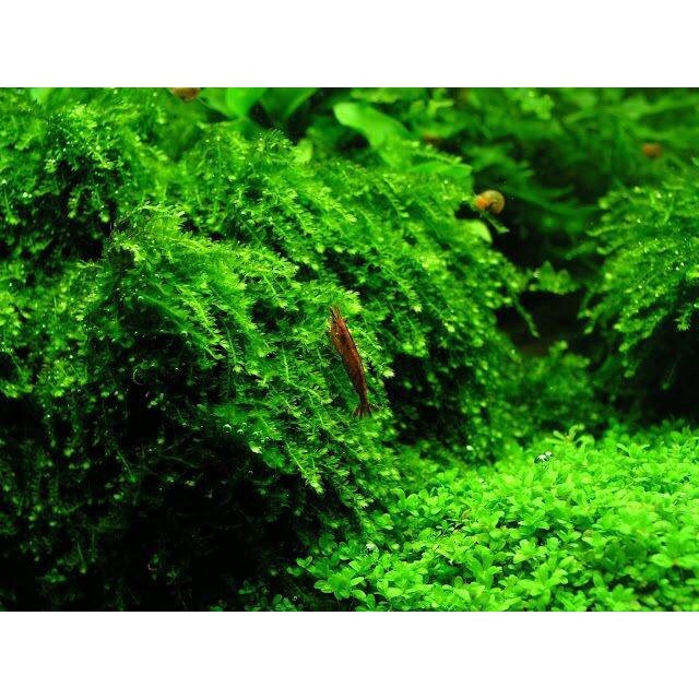 Rêu Thủy Sinh Gắn Lũa, Đá | MINI TAIWAN - US FISS - WEPPING - FLAME ...