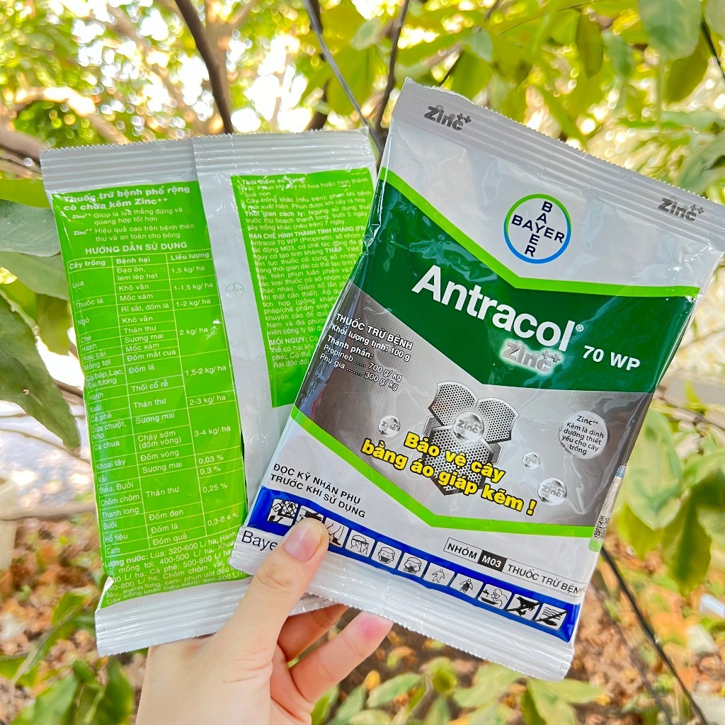 Antracol 70WP trừ nấm Zinc ++( 100Gr) Áo giáp kẽm xanh dày lá, thẳng ...