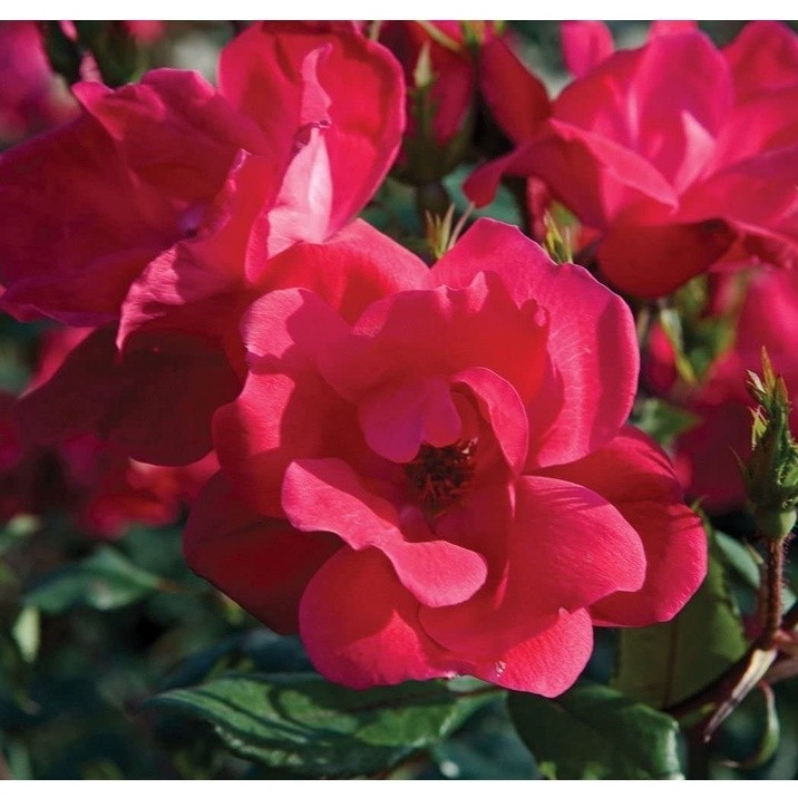 HẠT GIỐNG HOA HỒNG CỔ VÂN KHÔI Rose Knockout trong chậu 2 Gallon (Đỏ ...