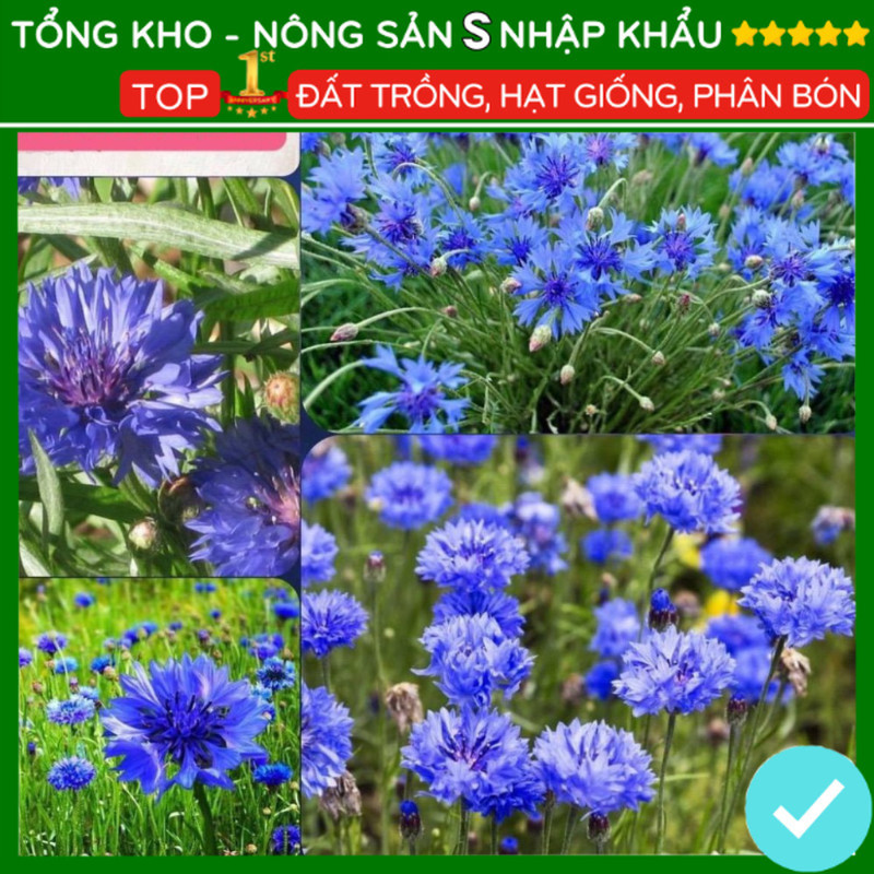 Hạt giống trúc mai xanh F1 hoa nở đẹp dễ trồng [Gói 200 hạt] | Shopee ...
