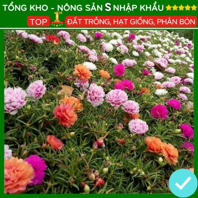 Hạt giống hoa mười giờ kép Mỹ trồng vườn, hạt giống hoa mười giờ dễ ...