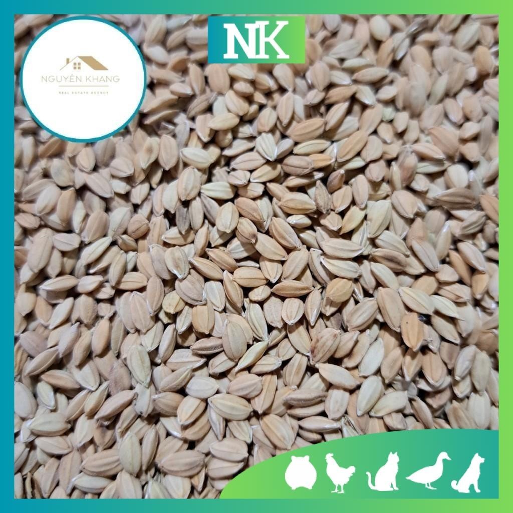 Lúa nhật lúa tròn cho gà đá, hạt lúa tròn mập dùng tốt cho gà nòi gà ...