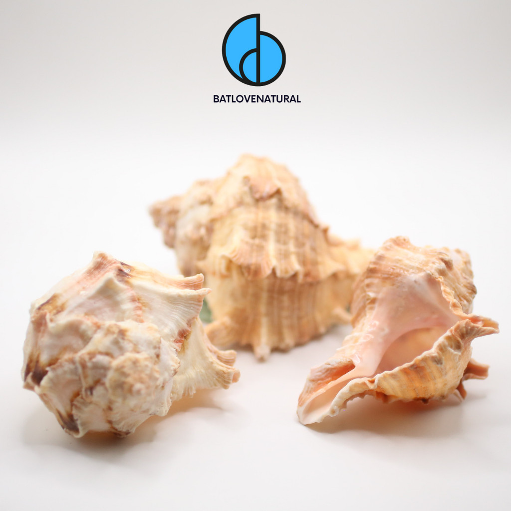 Vỏ ốc Hexaplex Duplex - Ốc mượn hồn - Vỏ ốc trang trí nhiều kích thước nhỏ vừa lớn | Shopee Việt Nam