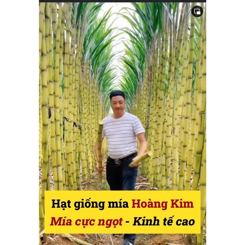 Hạt giống mía Hoàng Kim(1 gói 50h) - Nông Nghiệp Việt | Shopee Việt Nam