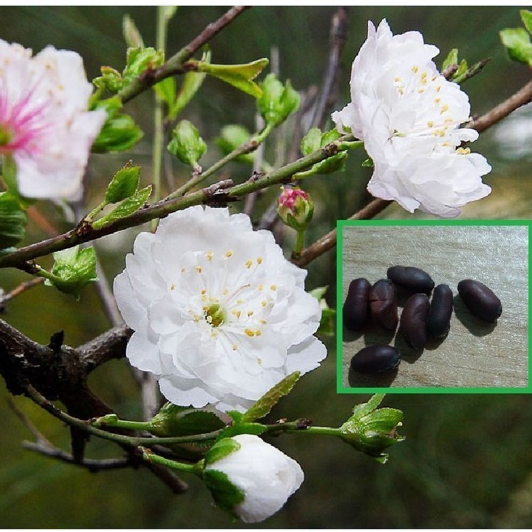 Hạt giống hoa mai trung quốc trắng (5 hạt) - màu sắc đẹp, hoa thơm, lâu ...